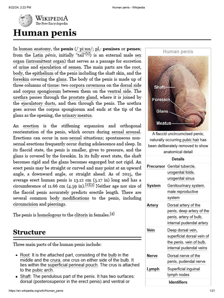 Human Penis - Wikipedia | PDF