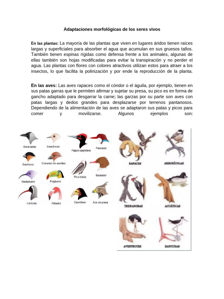 Adaptaciones morfológicas de los seres vivos- taller | PDF