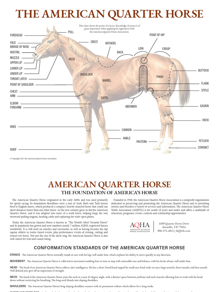 American Quarter Horse Conformation Chart | PDF