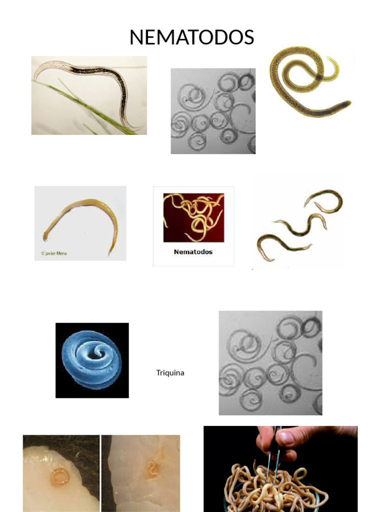03 Nematodos | PDF