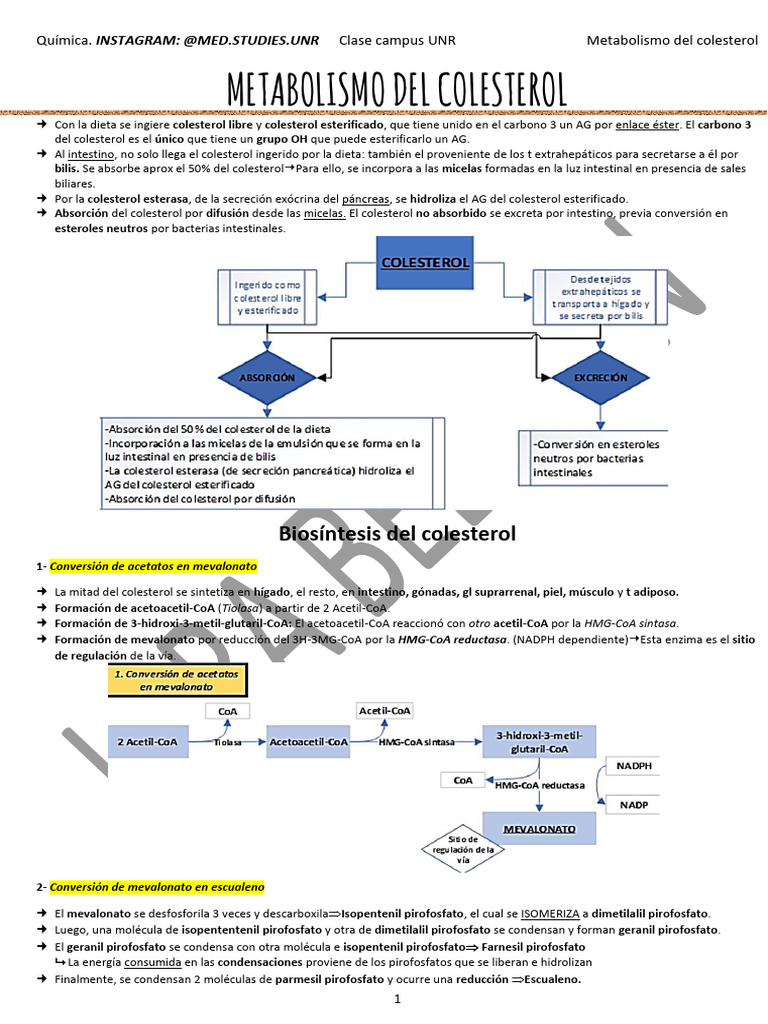 Up7.i. Química Unr Metabolismo Del Colesterol | PDF