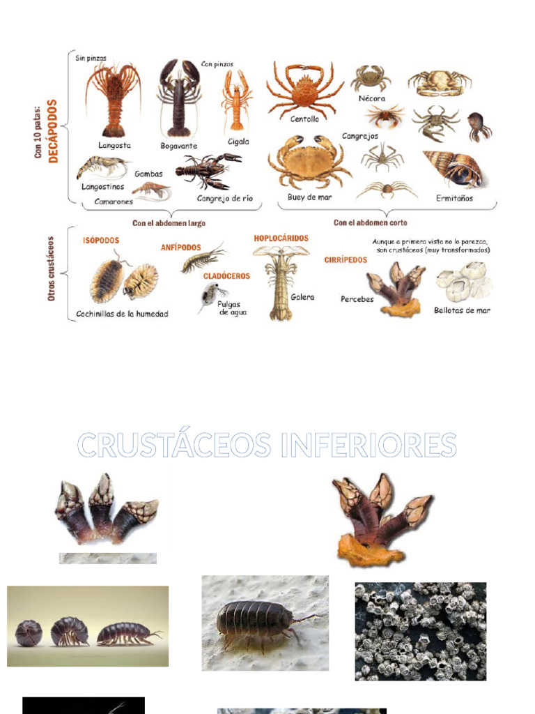 07 Crustáceos | PDF