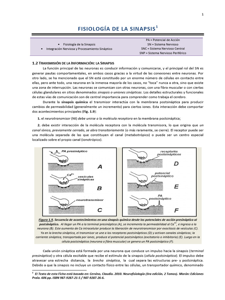 2a - Fisiología de La Sinapsis | PDF