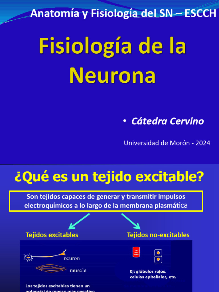CLASE 3 - Fisiología de La Neurona-2024 2C | PDF