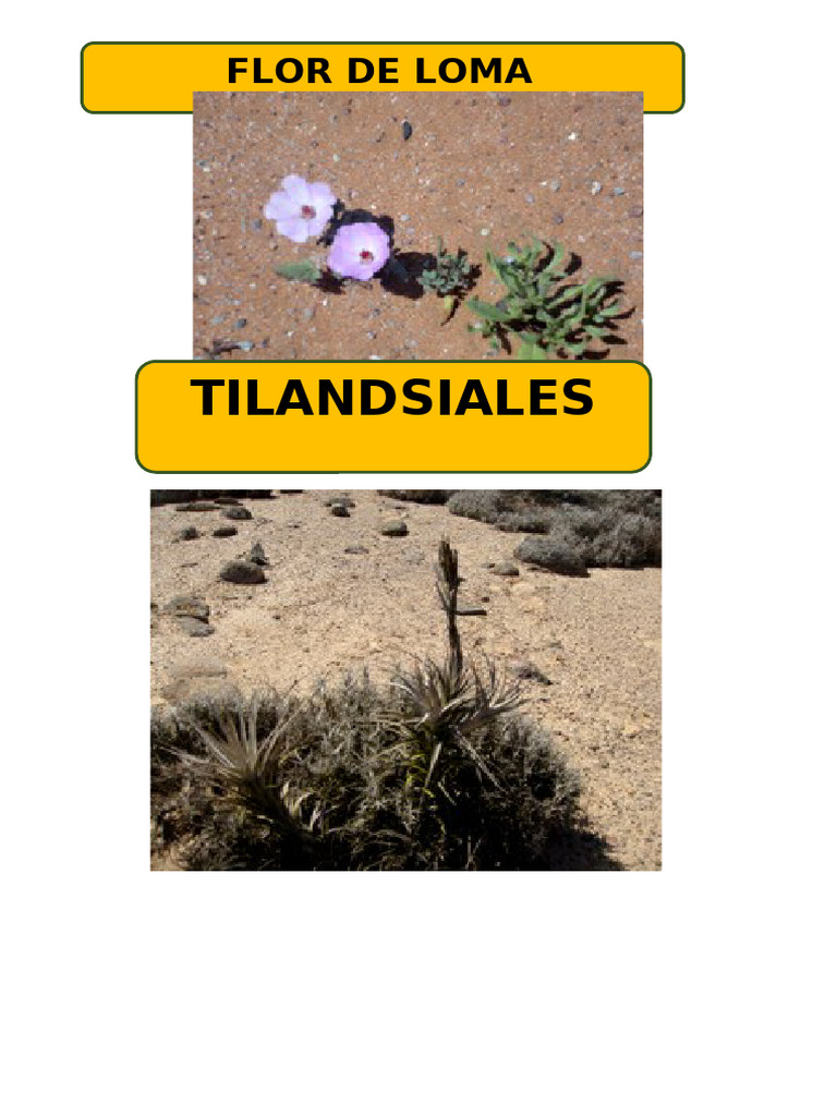 Flora y Fauna Jorge Basadre | PDF