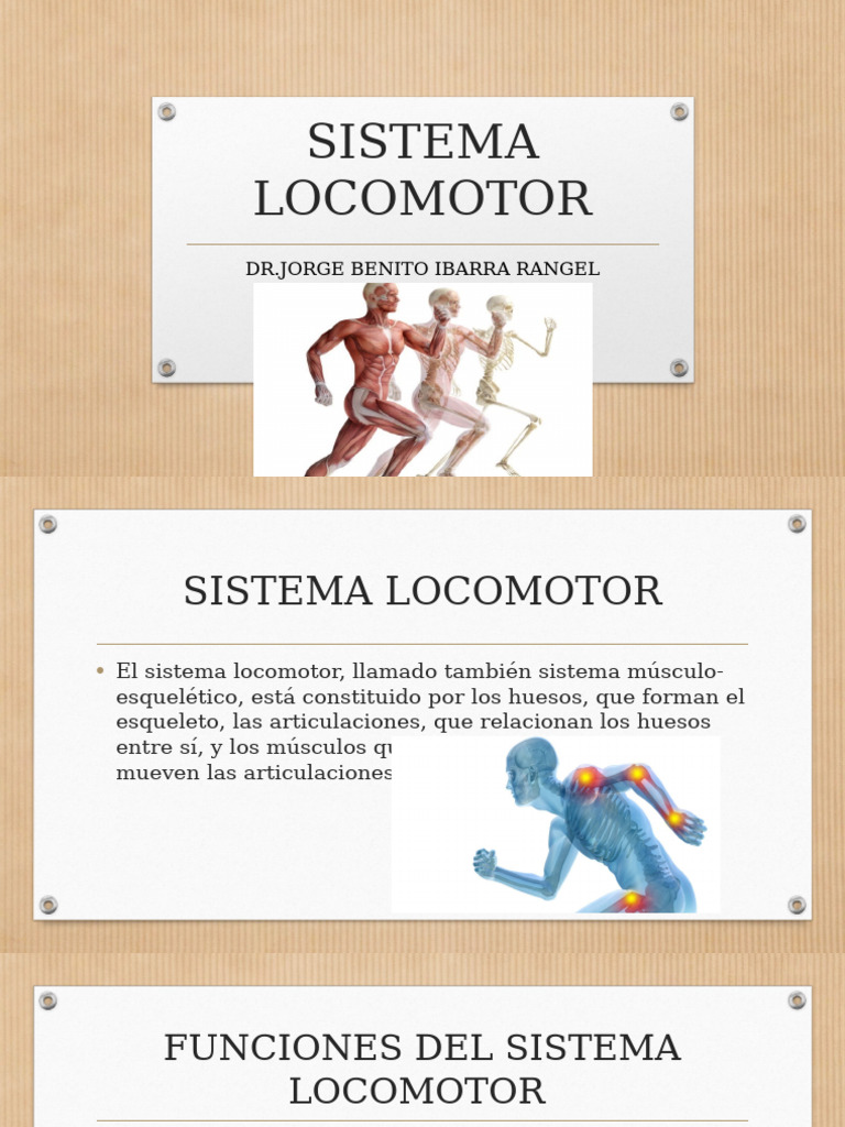 Sistema Locomotor | PDF