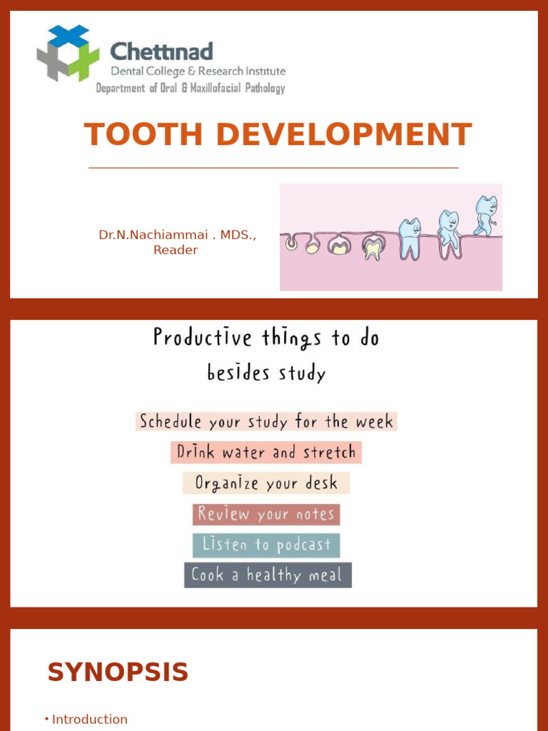 Tooth Development | PDF | Human Tooth | Tooth Enamel