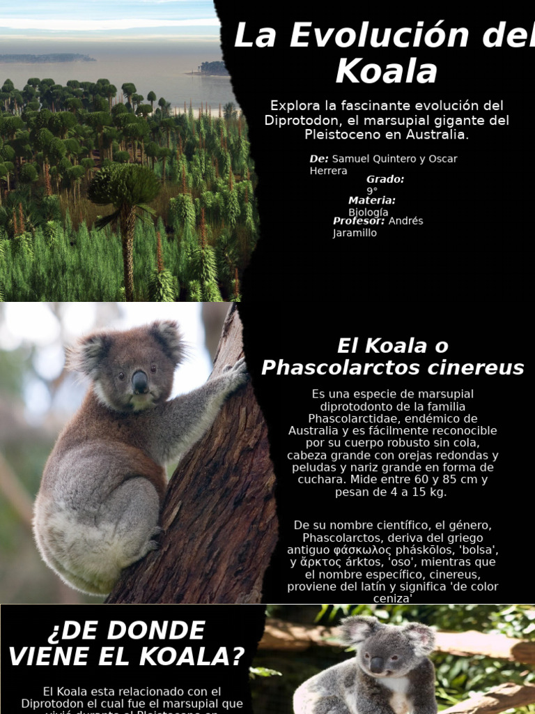 La Evolución Del Koala | PDF