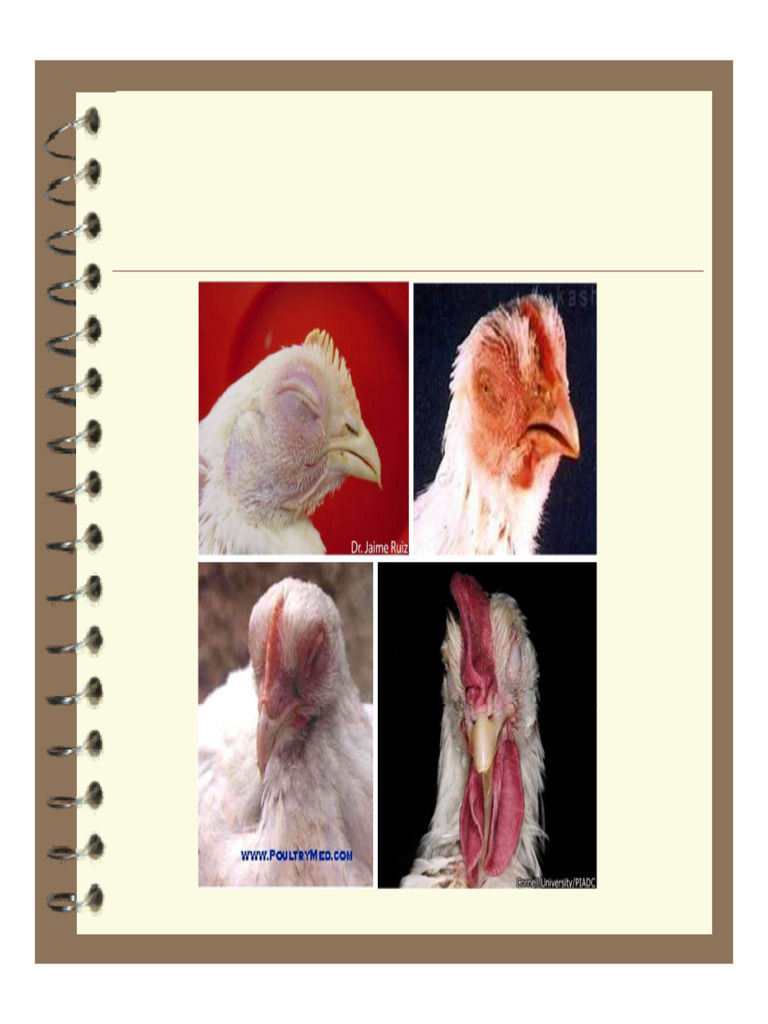 Swollen Head Syndrome | PDF