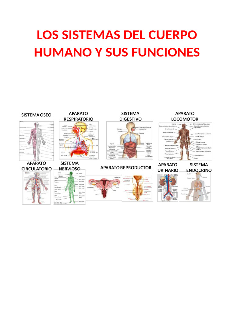 Los Sistemas Del Cuerpo Humano Y Sus Funciones Pdf