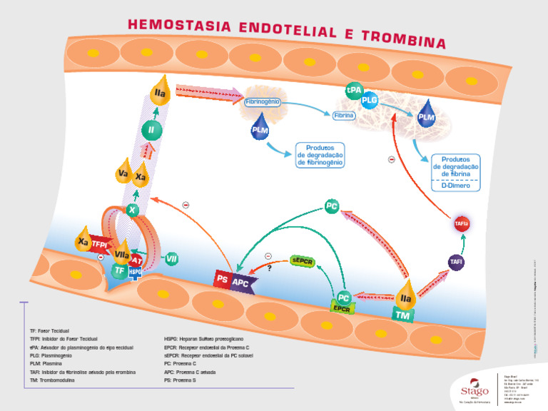 16-7027 PT-Hemostase e Trombina Bresil V3DEF HD | PDF