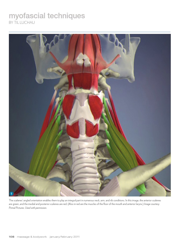Anterior Scalene Cat