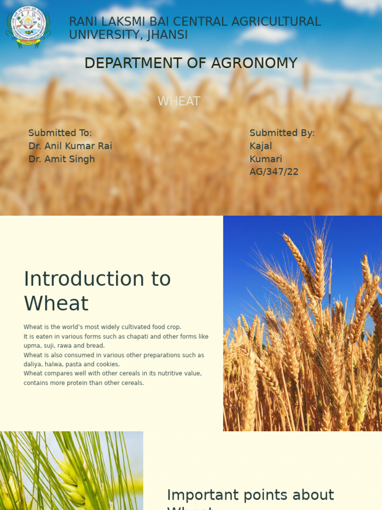 Wheat: Package of Practices | PDF