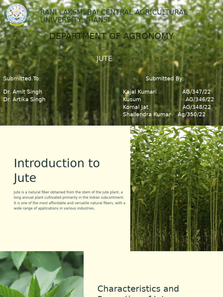Jute: Package of Practices | PDF