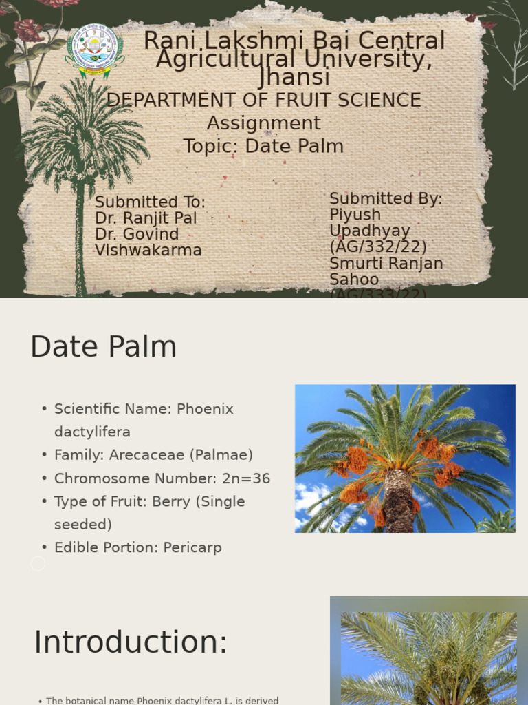 Date Palm: Package of Practices | PDF Date Palm: Package of Practices | PDF