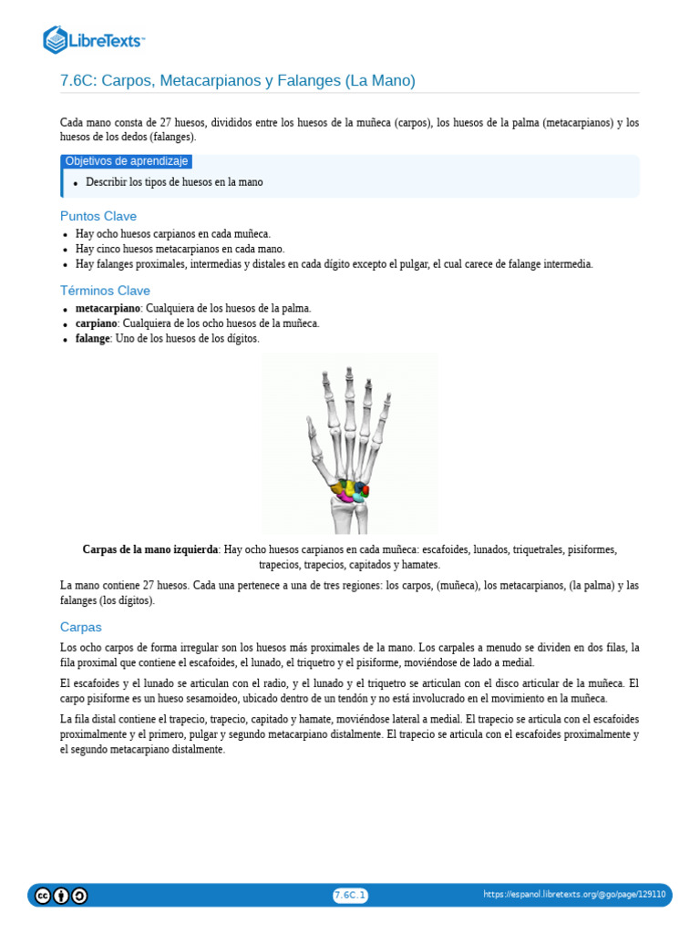 7.6C Carpos, Metacarpianos y Falanges (La Mano) | PDF