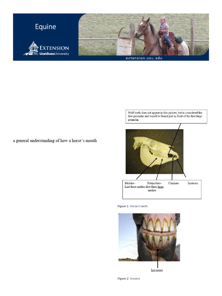 Aging Horses by Their Teeth | PDF