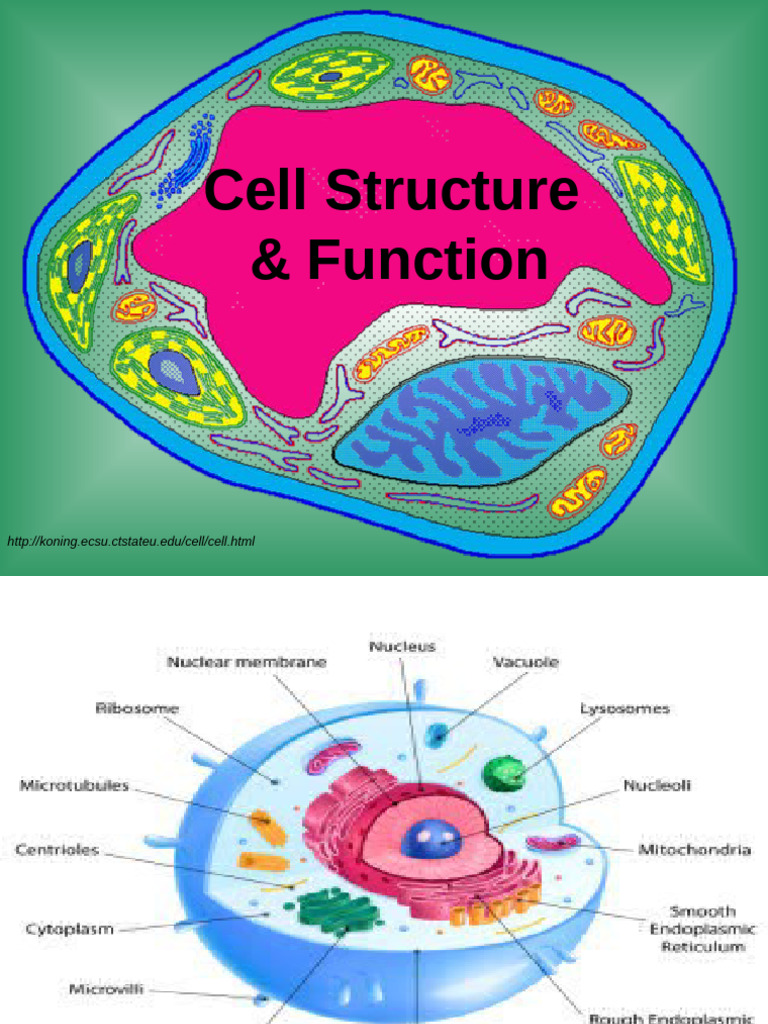 Cell Structure and Thier Functions | PDF