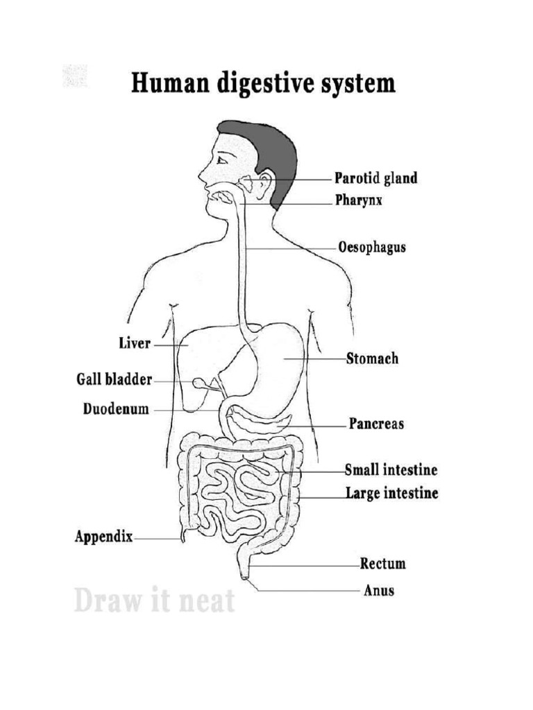 Drawing of Human Digestion System | PDF