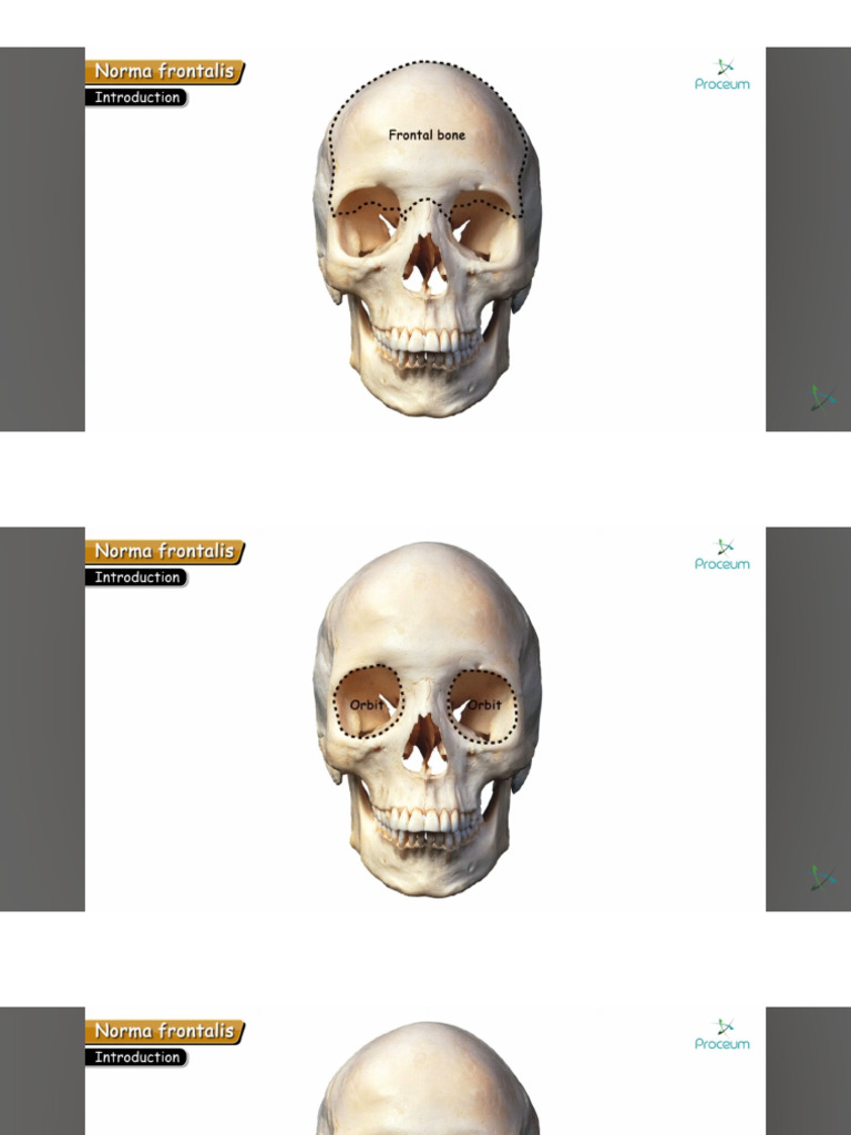 Norma Frontalis | PDF