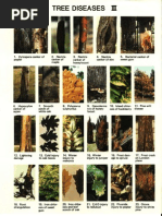 Bridge Grafting and Inarching Damaged Fruit Trees | PDF | Grafting | Trees