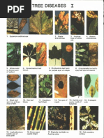 Tree Identification Cards | PDF | Flora | Trees