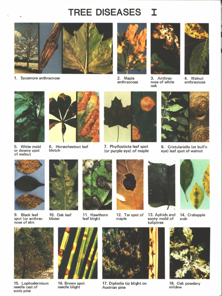 Tree Diseases I | PDF | Branches Of Botany | Plants