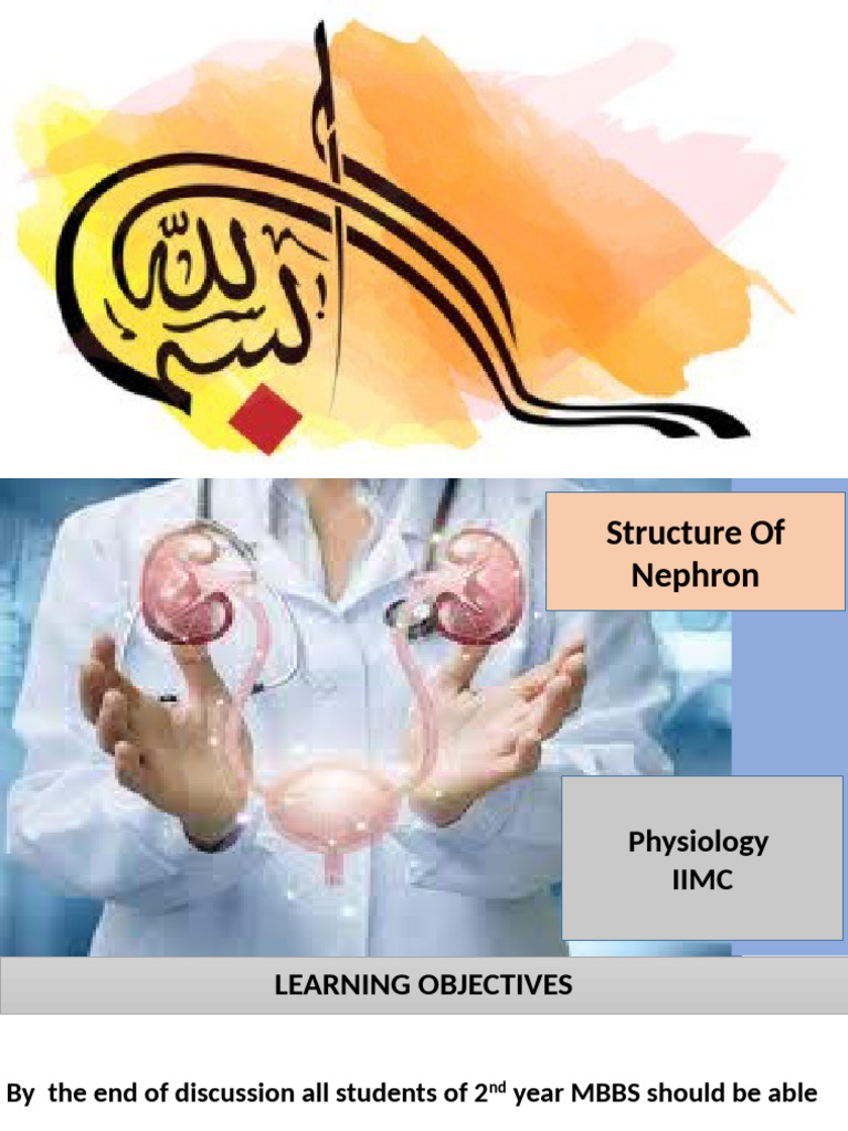 Nephron Structure and Kidney Functions | PDF | Kidney | Urinary System