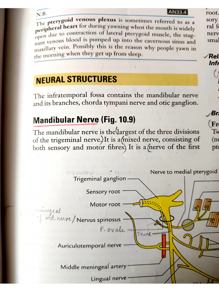 Mandibular Nerve | PDF