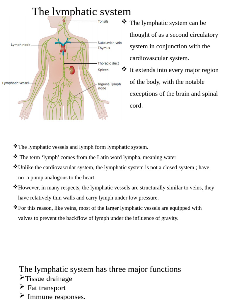 Lymphatic System | PDF