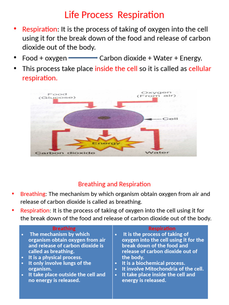 Life Process Respiration | PDF