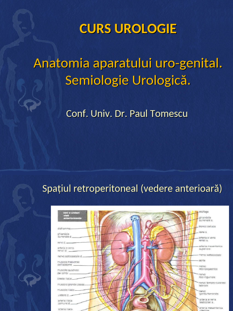 Curs Urologie 1 Semiologie | PDF