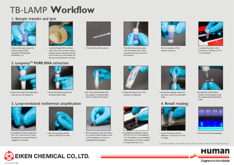 TB-LAMP Workflow | PDF | Adsorption | Molecular Biology