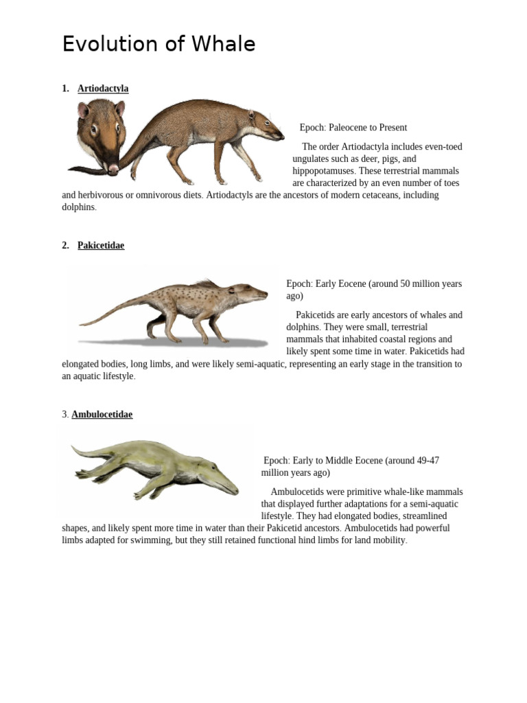 Evolution of Dolphins | PDF