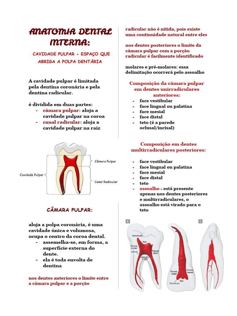Anatomia Interna - Cavidade Pulpar | PDF