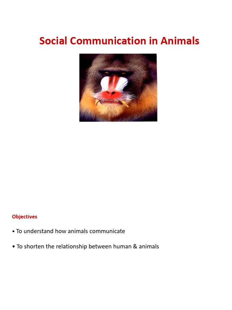 Animal Communication | PDF