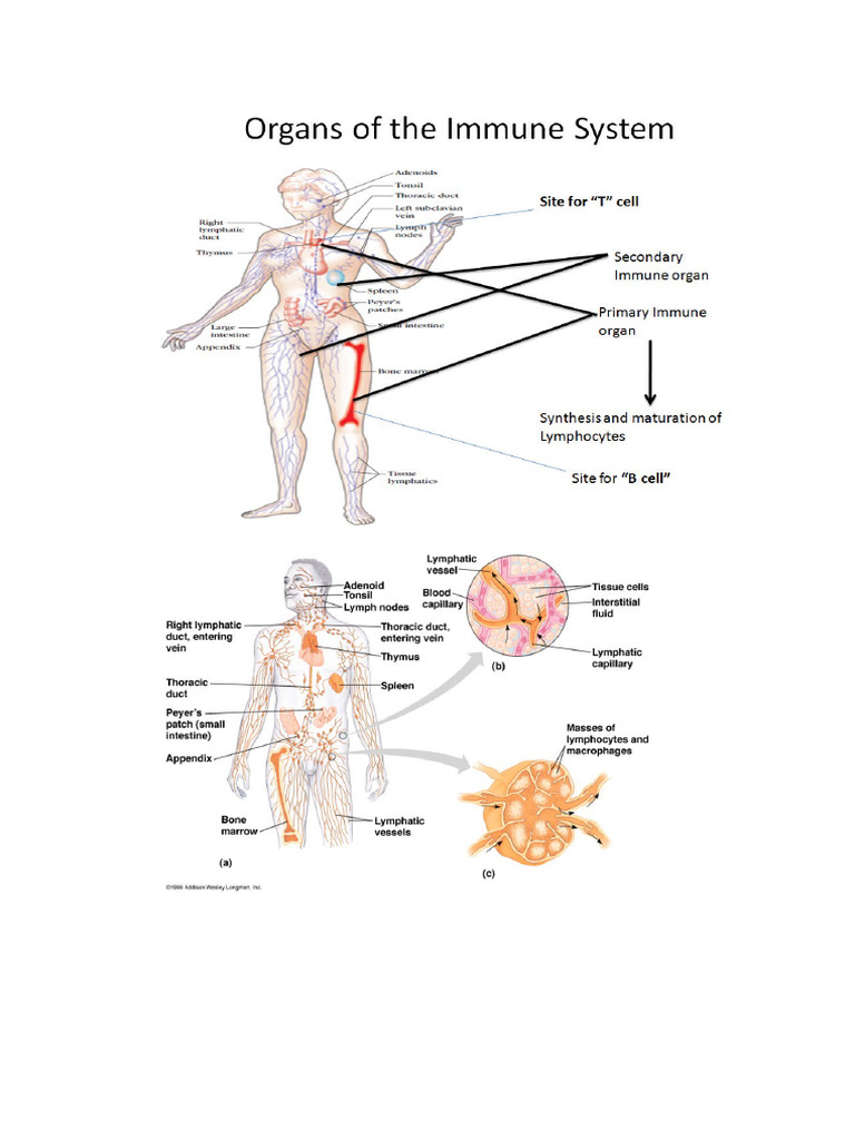 Organs of Immunity | PDF