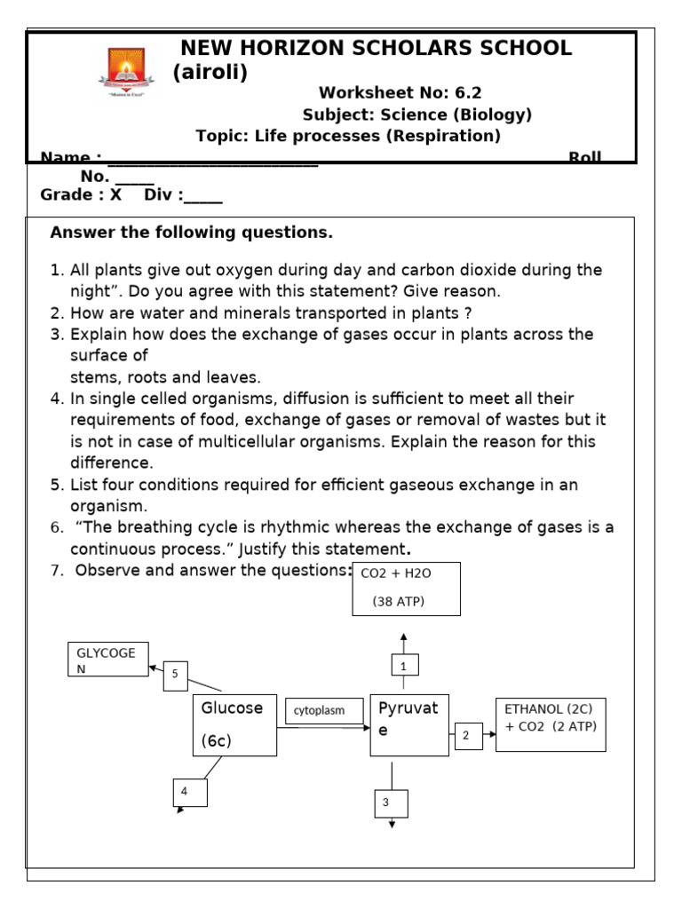 Life Process Worksheet Respiration 2023 | PDF