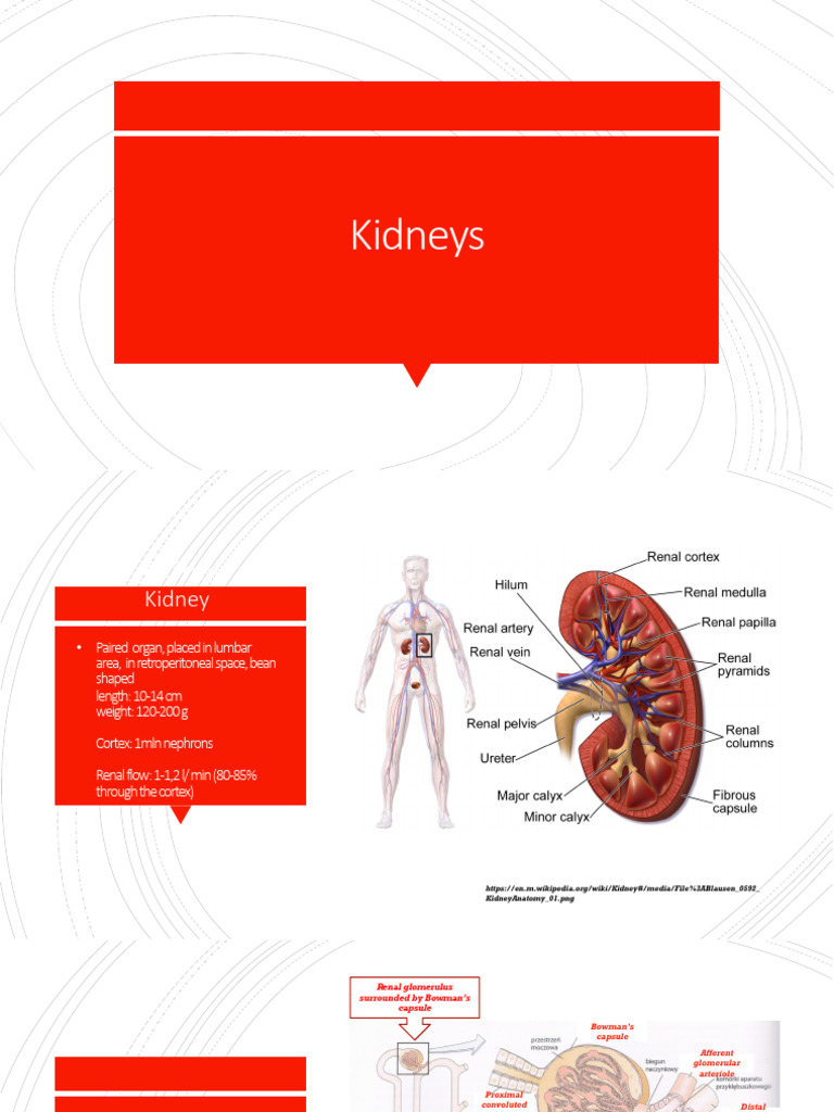Kidneys | PDF