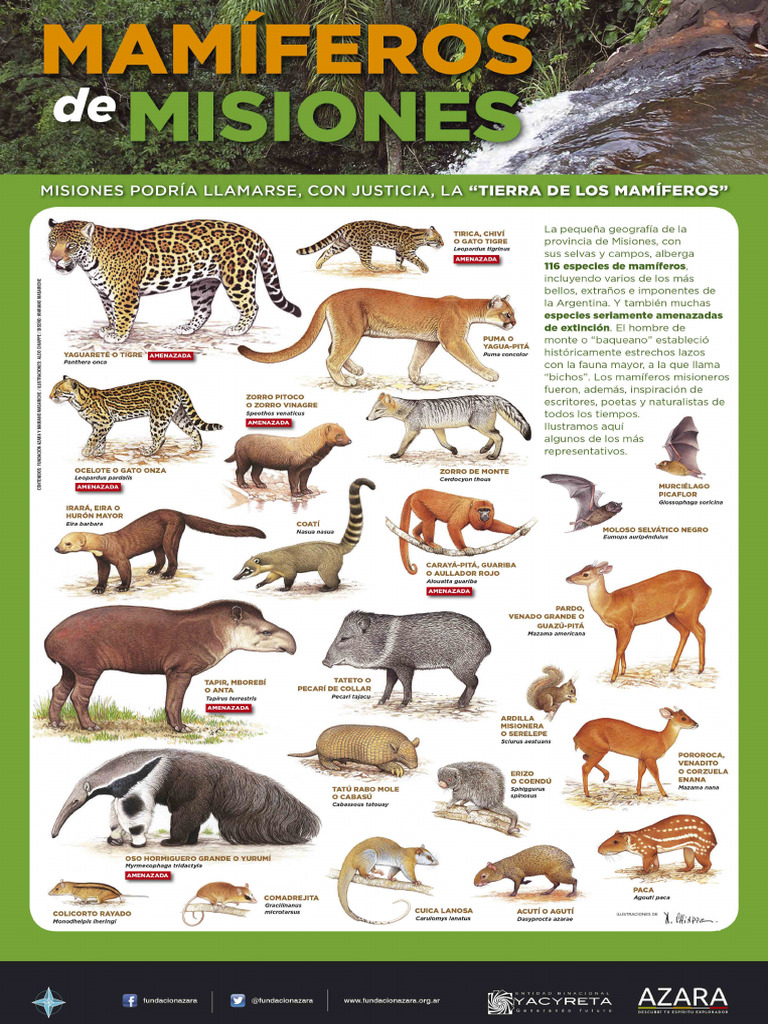 Mamiferos Misiones | PDF