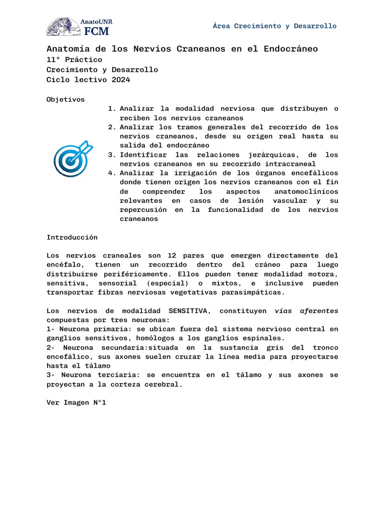 XI Practico de Anatomia 2024. Anatomía de Los Pares Craneanos en El ...