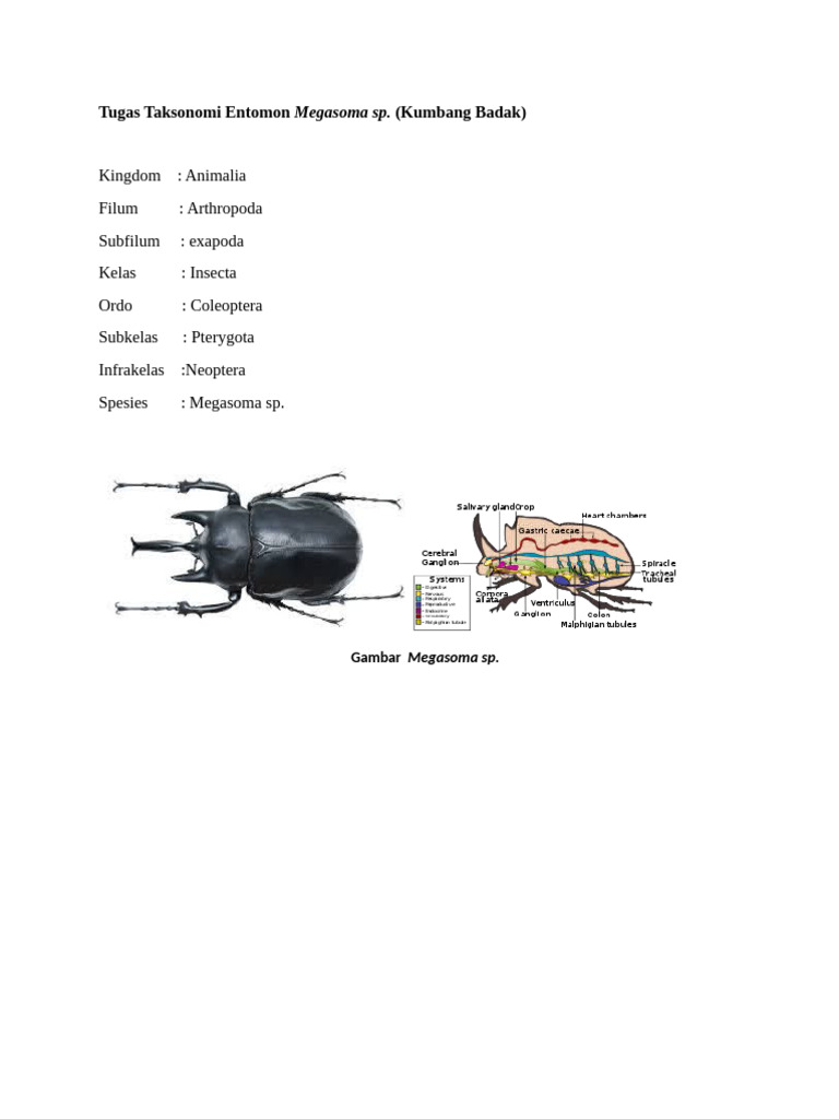 Tugas Taksonomi Entomon Megasoma SP | PDF