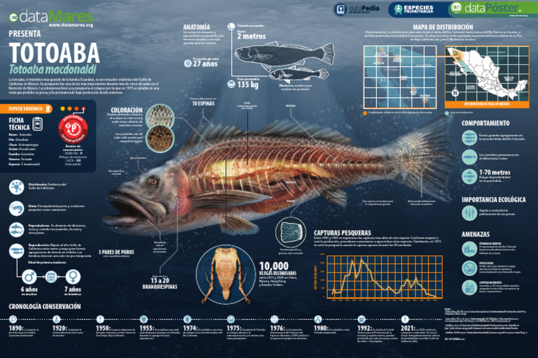 Dataposter TOTOABA 1 | PDF | Pescado