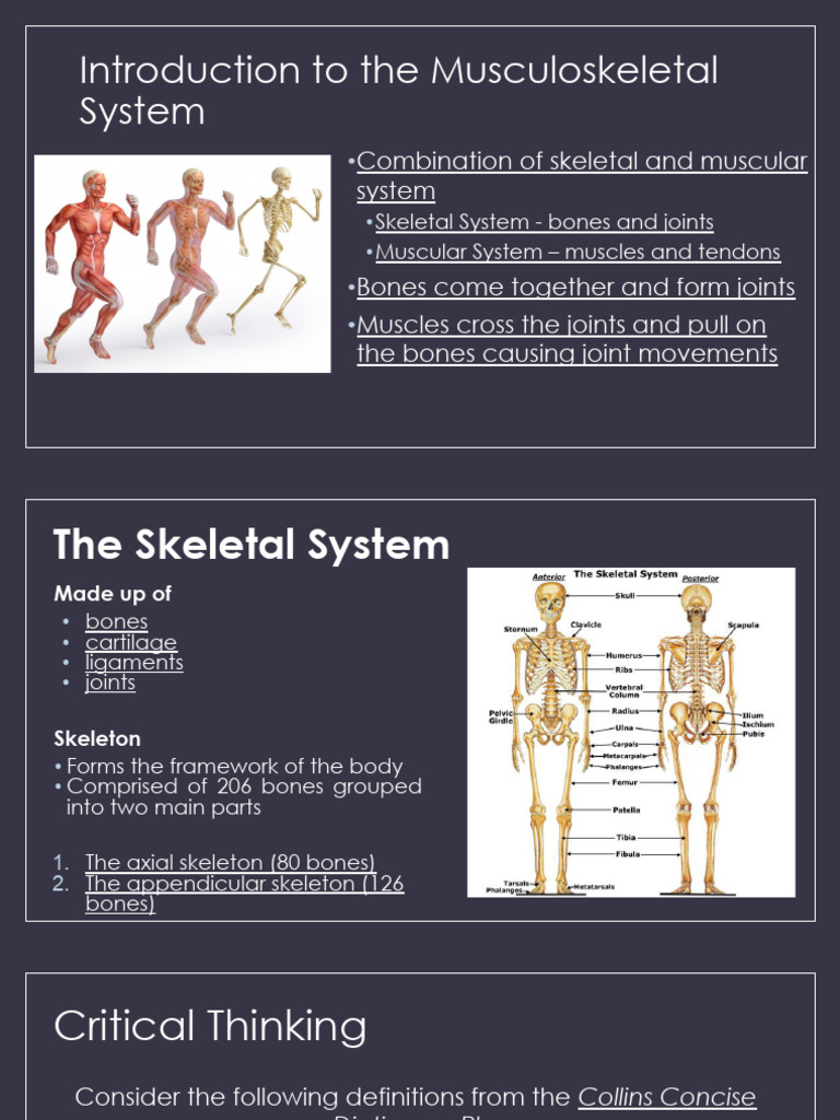1.1 Skeletal System Presentation | PDF