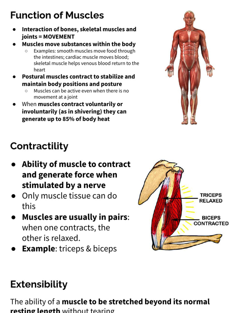 1.2 Muscular System Presentation | PDF | Muscle | Wellness