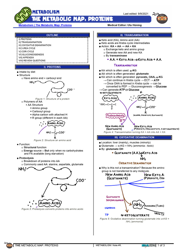 The Metabolic Map - Proteins Atf | PDF