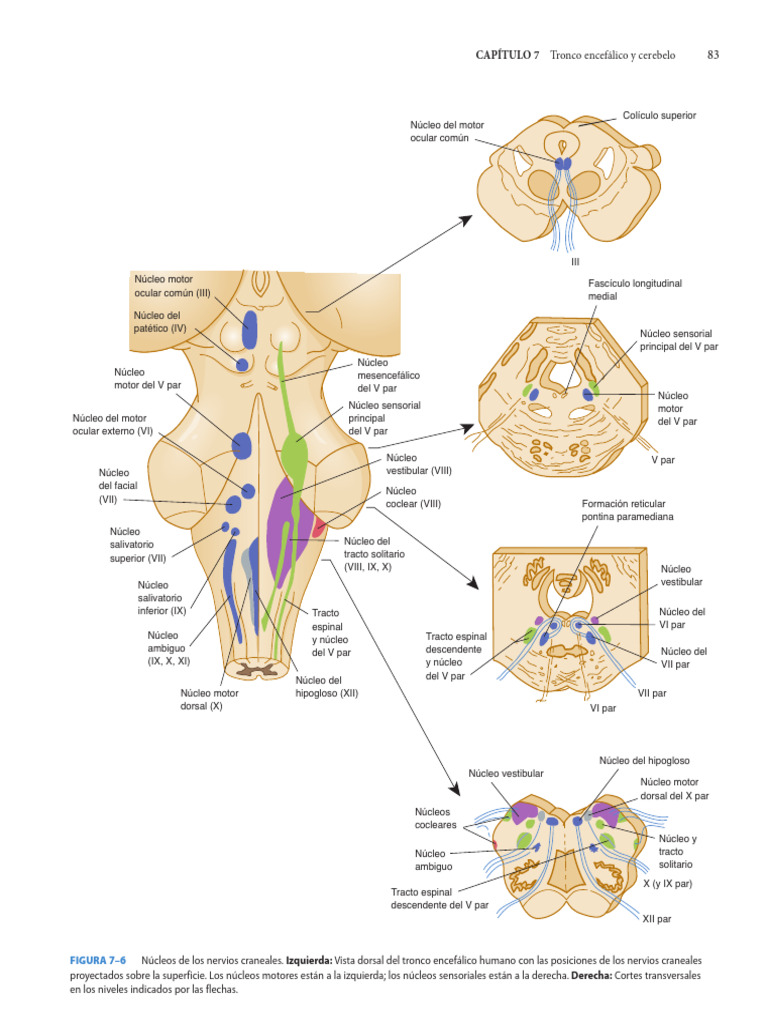 Waxman Neuroanatomia Clinica | PDF