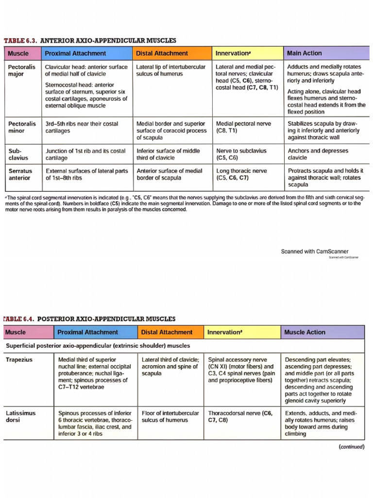 Upper Limb Muscle Table From Klm-1 | PDF
