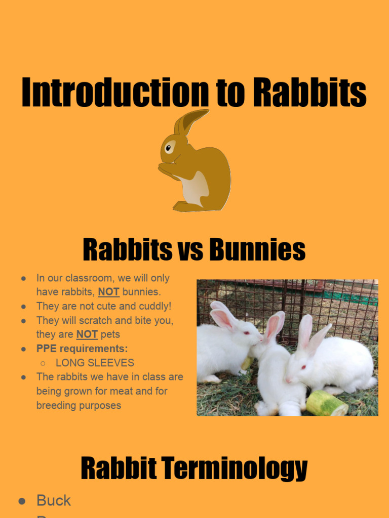 Introduction to Rabbits | PDF