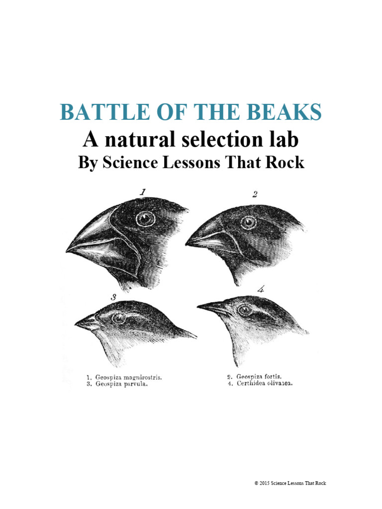 Battle of The Beaks Completed - Honors Bio | PDF